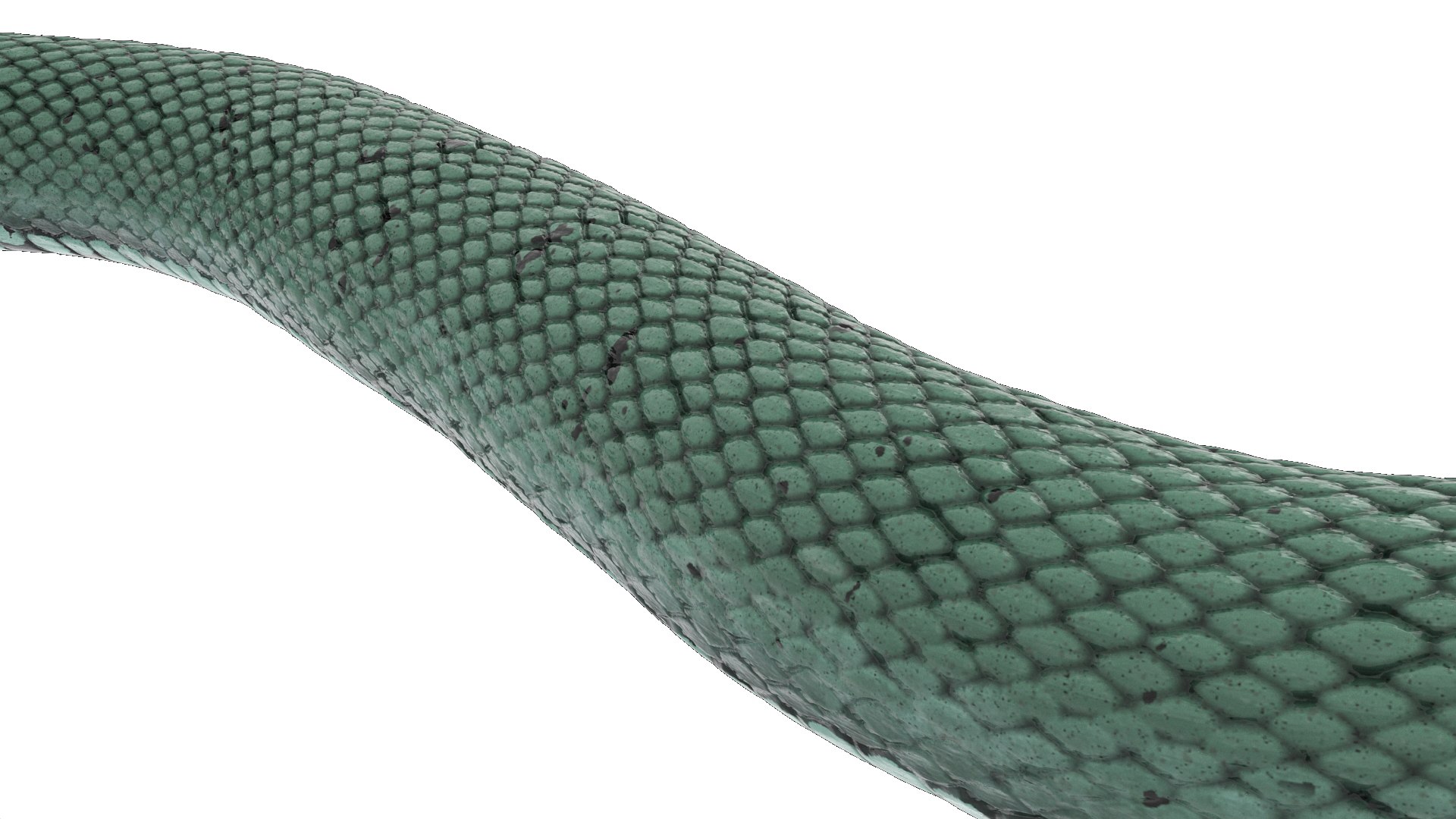 Water Snake Green Crawling 3D Model - TurboSquid 2248537