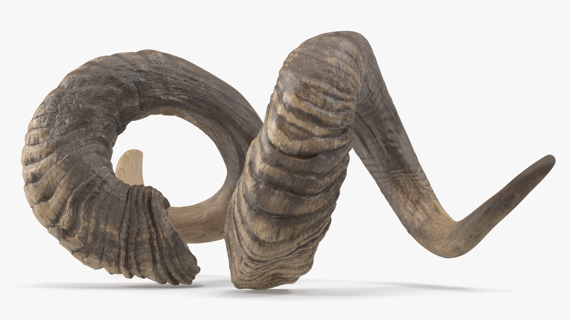 Animal Twisted Horns Dark 3D model - TurboSquid 1953130