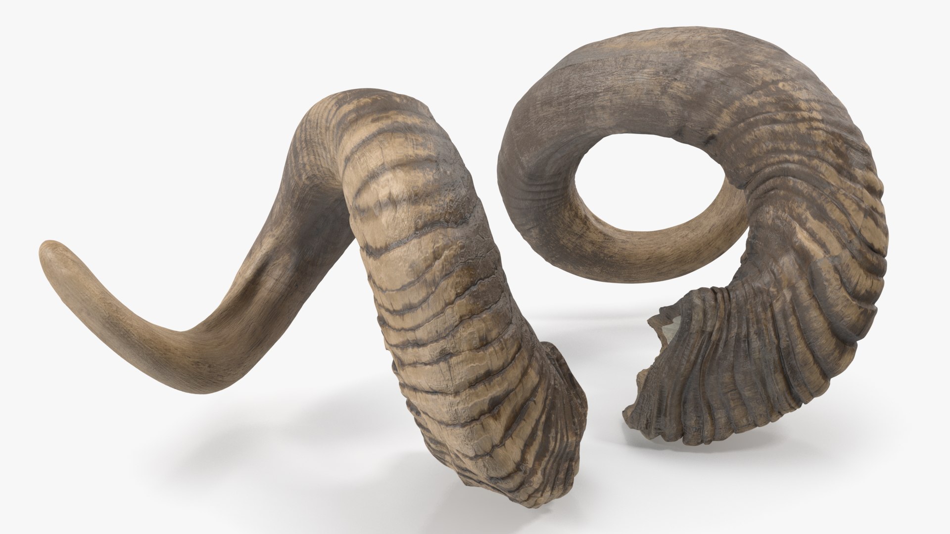 Animal Twisted Horns Dark 3D model - TurboSquid 1953130