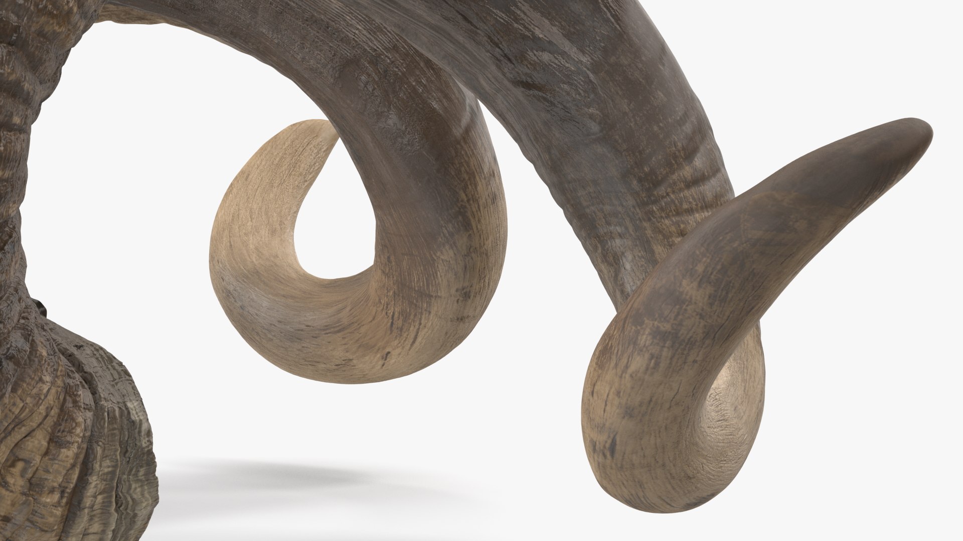 Animal Twisted Horns Dark 3D model - TurboSquid 1953130