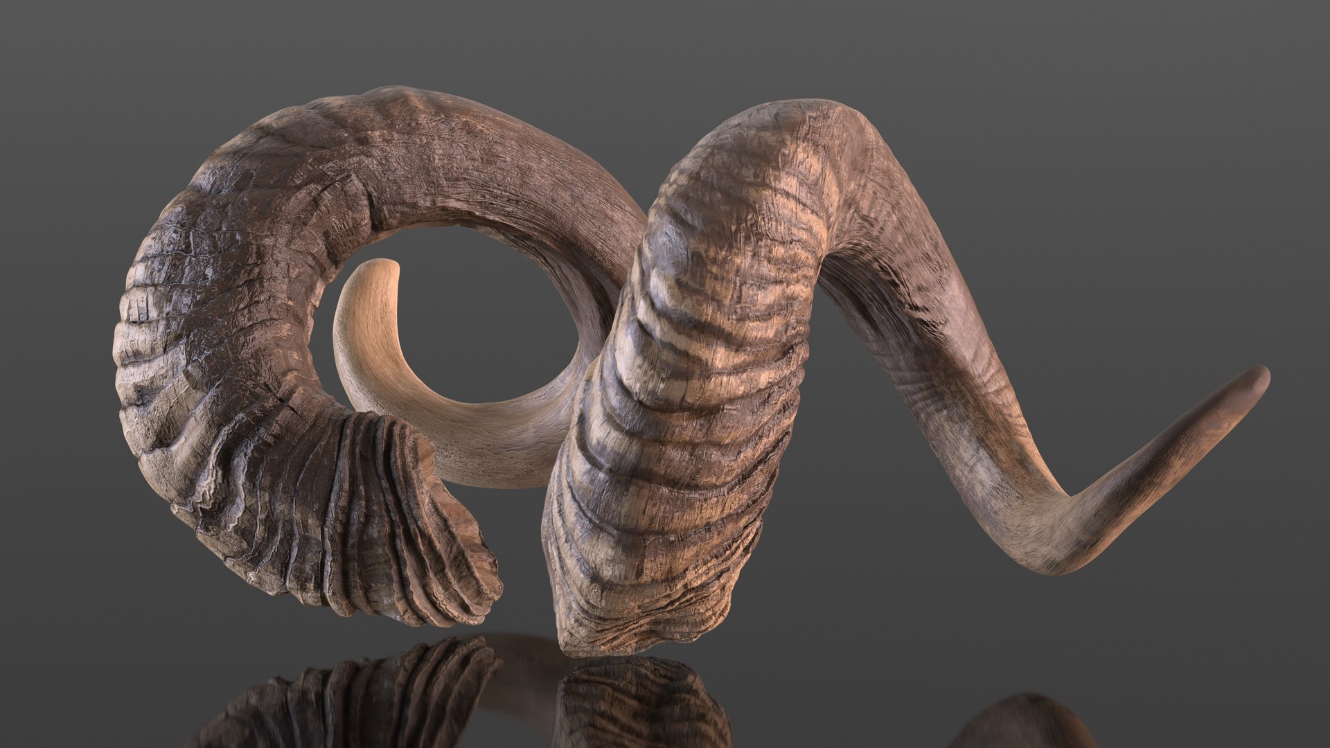 Animal Twisted Horns Dark 3D model - TurboSquid 1953130