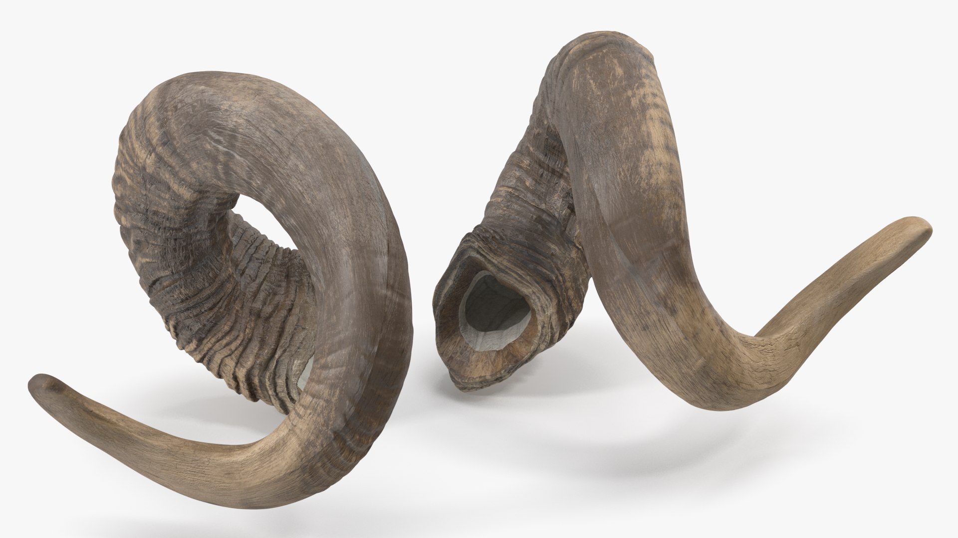 Animal Twisted Horns Dark 3D model - TurboSquid 1953130