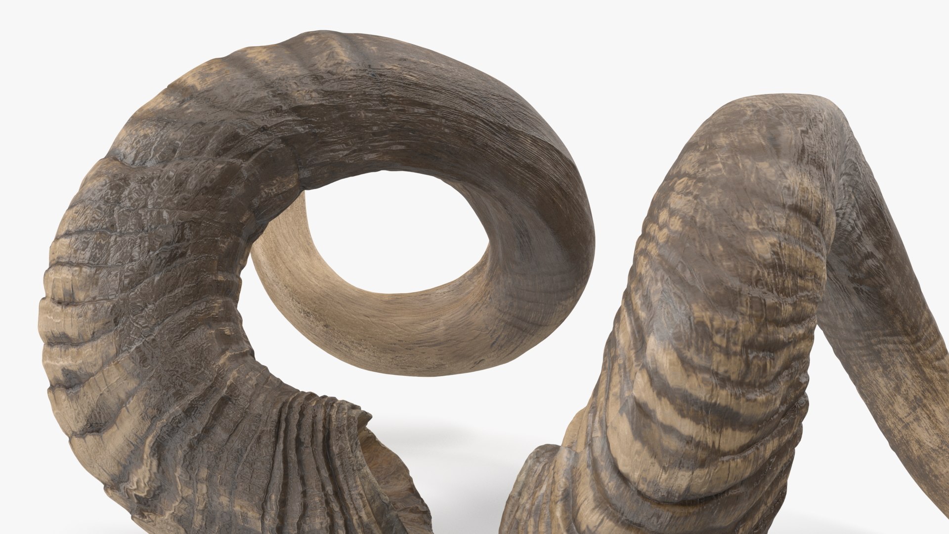 Animal Twisted Horns Dark 3D model - TurboSquid 1953130