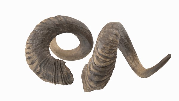 modelo 3d Animal Torcido Cuernos Oscuro - TurboSquid 1953130