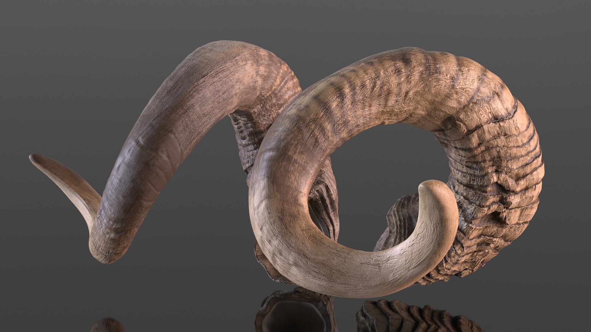 Animal Twisted Horns Dark 3D model - TurboSquid 1953130