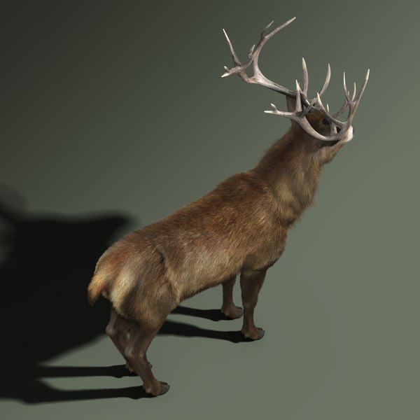 3d red deer stag fur model