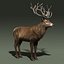 3d red deer stag fur model