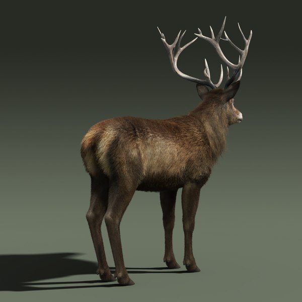3d red deer stag fur model
