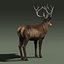3d red deer stag fur model