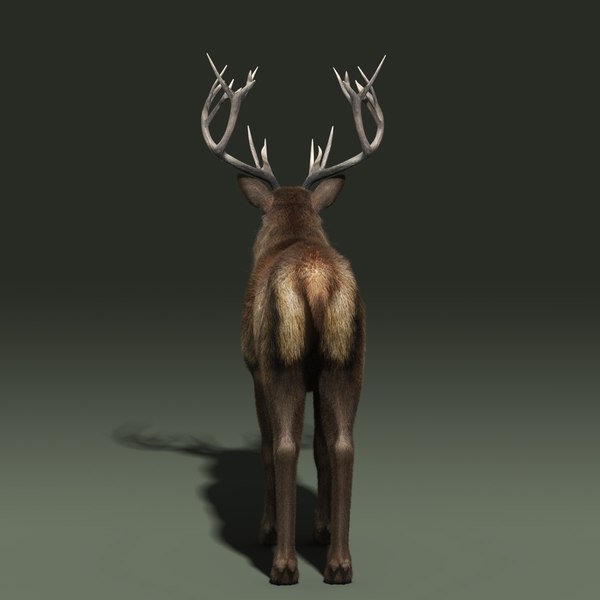 3d red deer stag fur model