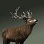 3d red deer stag fur model