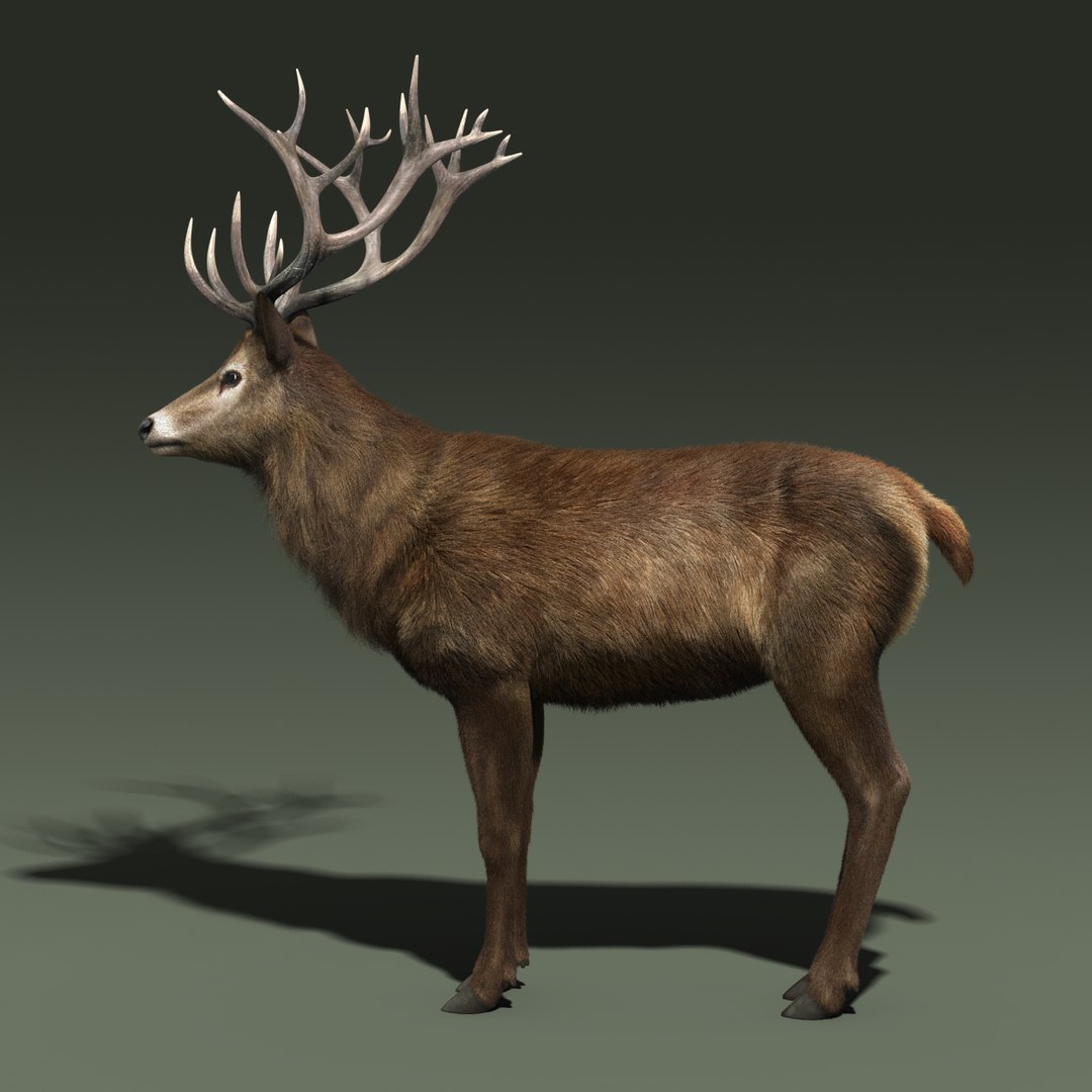 3d red deer stag fur model