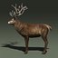3d red deer stag fur model