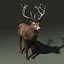 3d red deer stag fur model
