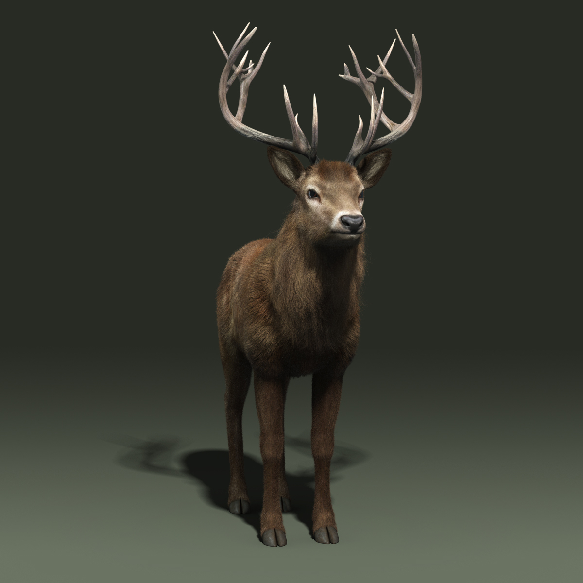 3d red deer stag fur model