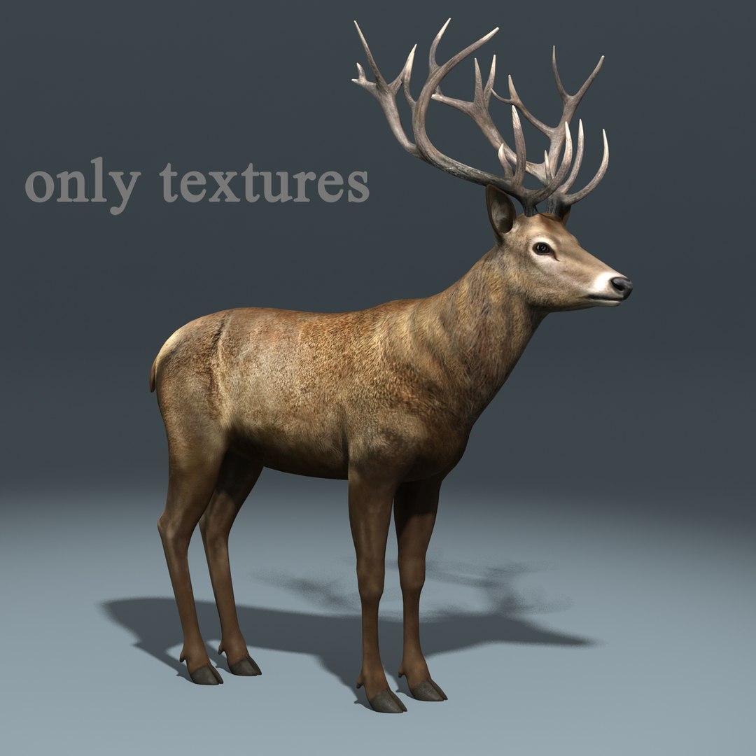 3d red deer stag fur model