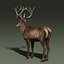 3d red deer stag fur model