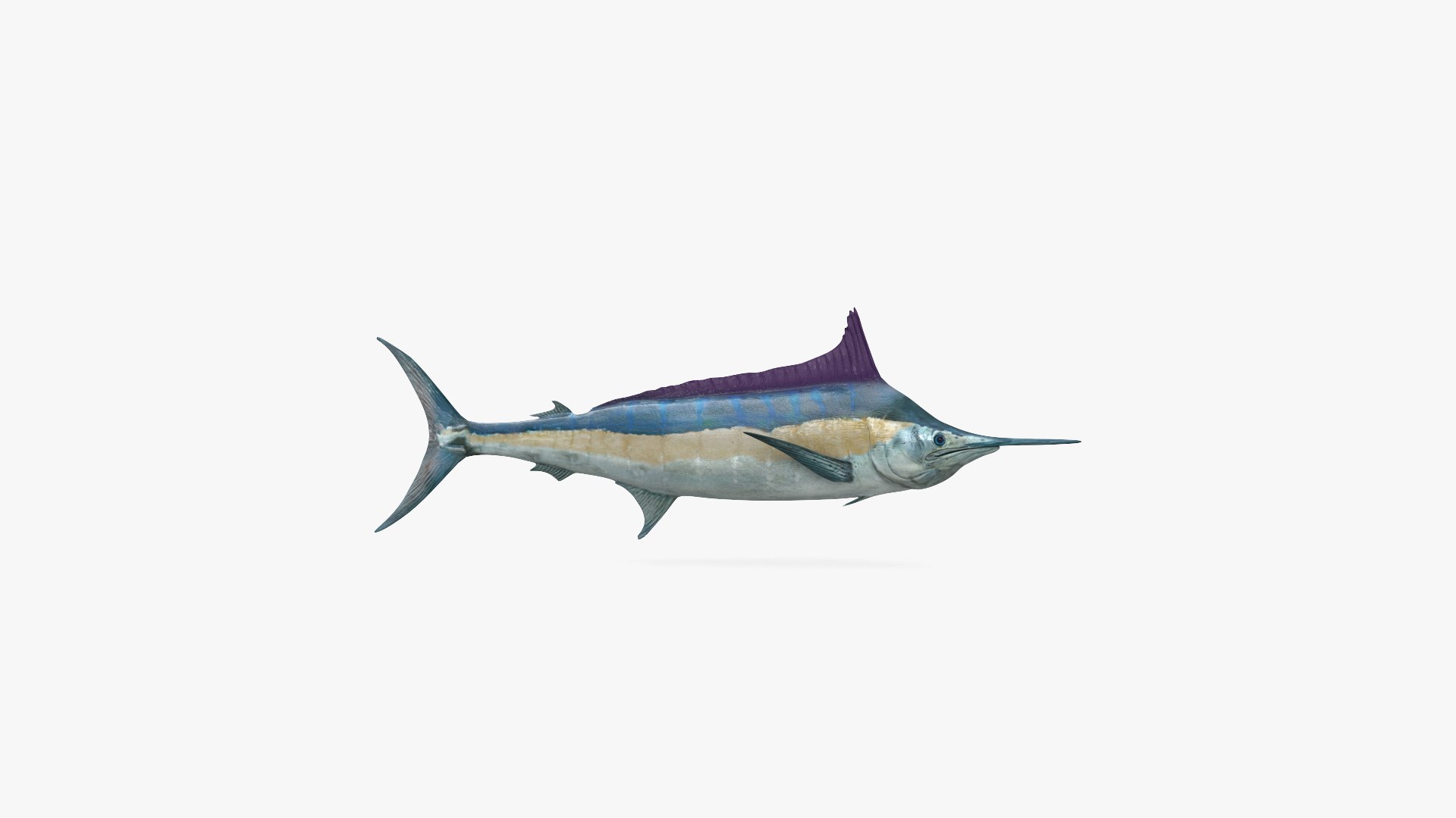 Marlin 3D - TurboSquid 2186958