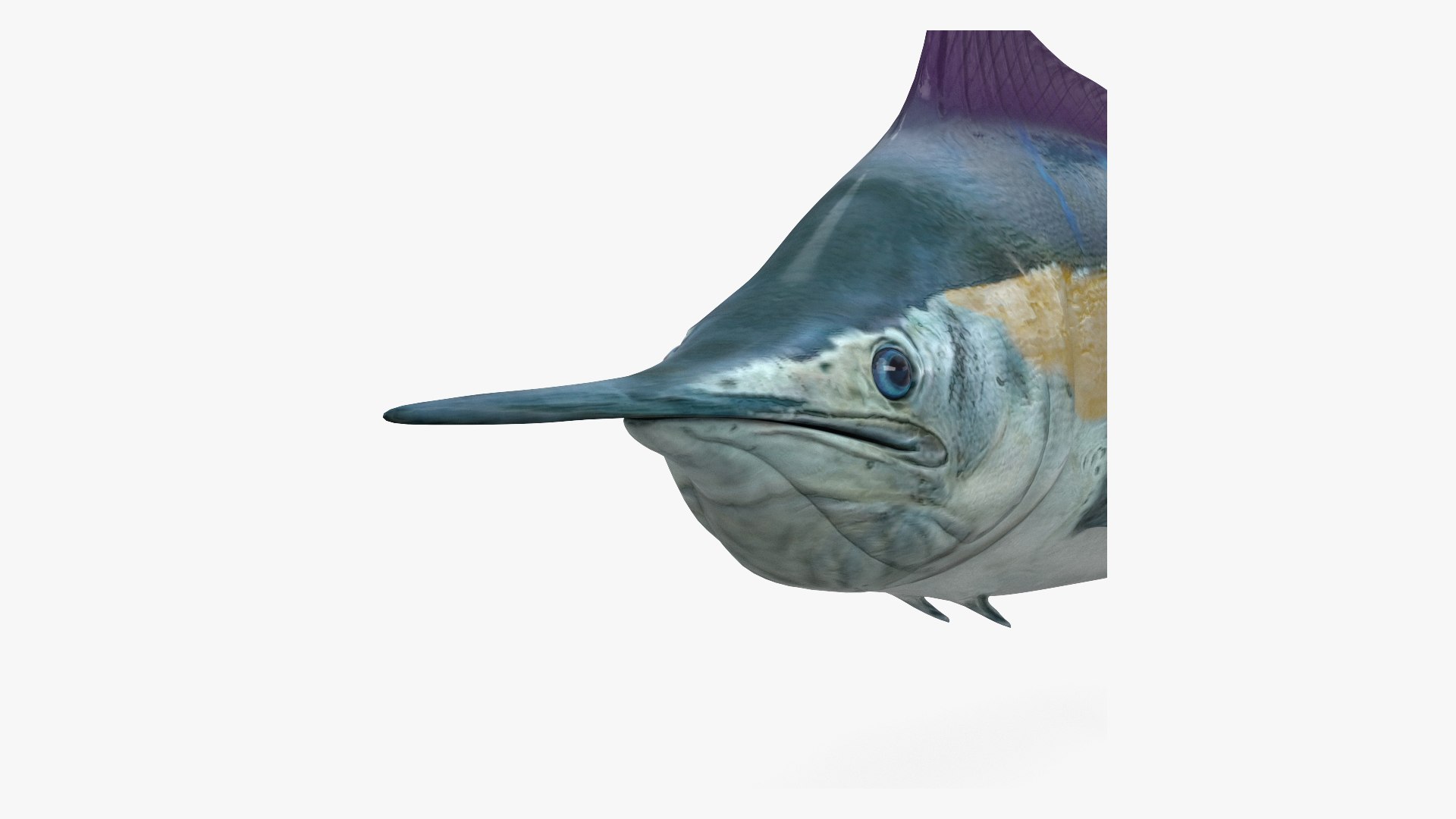 Marlin 3D - TurboSquid 2186958