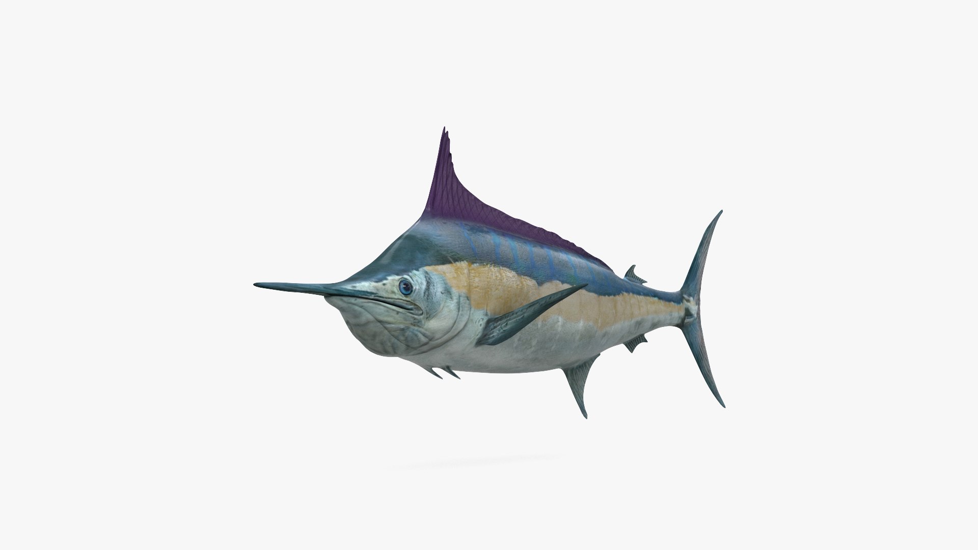 Marlin 3D - TurboSquid 2186958