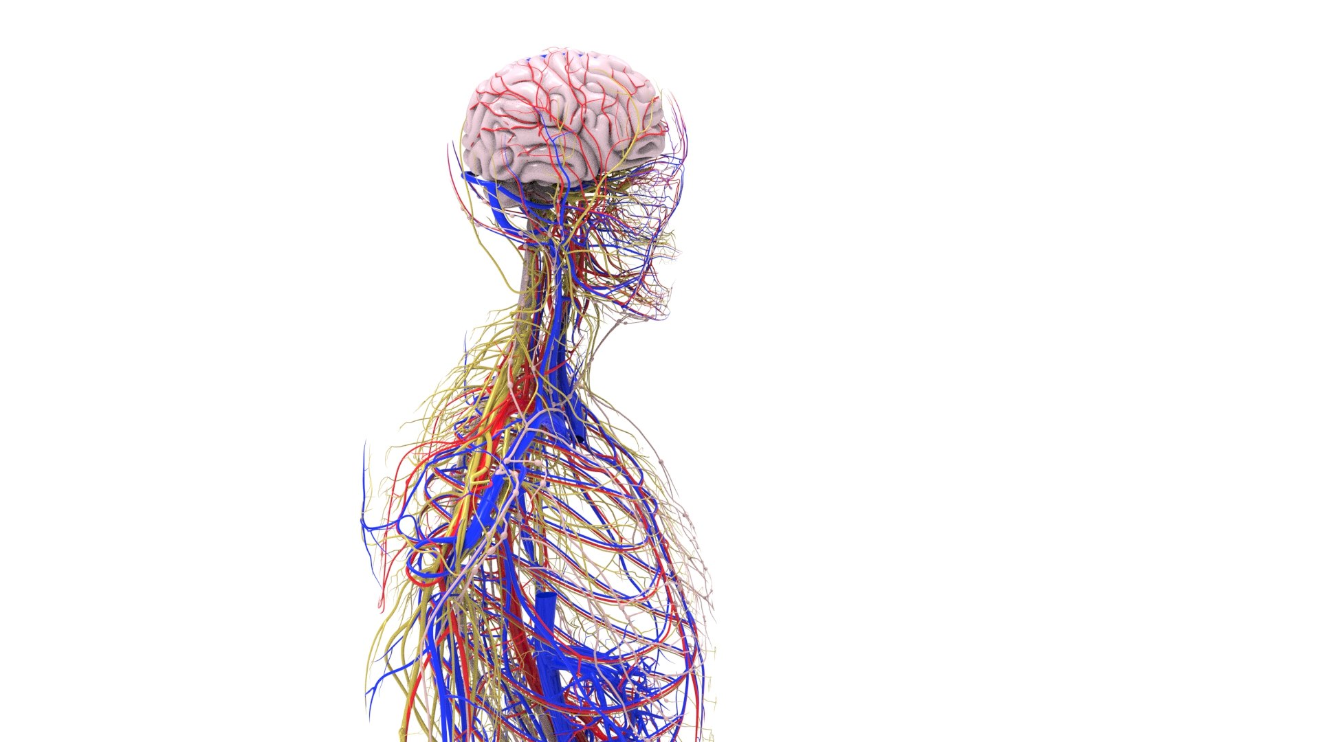 3D Brain And Nerves With Arteries And Veins With Lymph Nodes Model ...