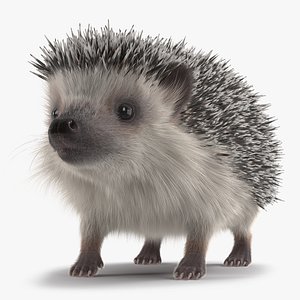 Free 3D Hedgehog Models | TurboSquid
