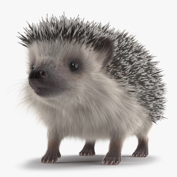 Hedgehog 3D Models for Download | TurboSquid