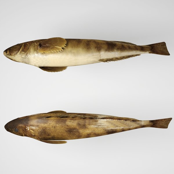 3D rasp fish - TurboSquid 1368235