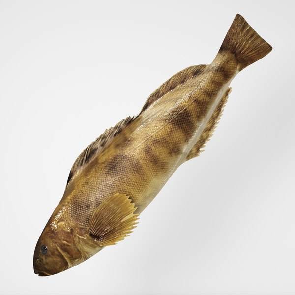 3D rasp fish - TurboSquid 1368235