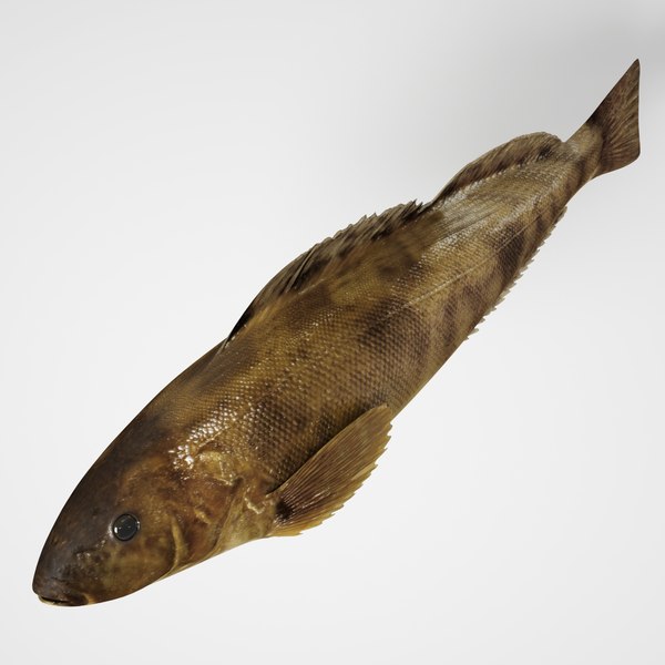 3D rasp fish - TurboSquid 1368235