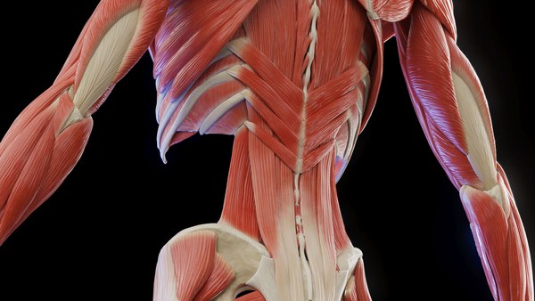 Human Complete Anatomy Elder Male model - TurboSquid 2025954