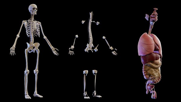 modelo 3d Human Complete Anatomy Elder Male - TurboSquid 2025954