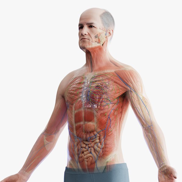 modelo 3d Human Complete Anatomy Elder Male - TurboSquid 2025954