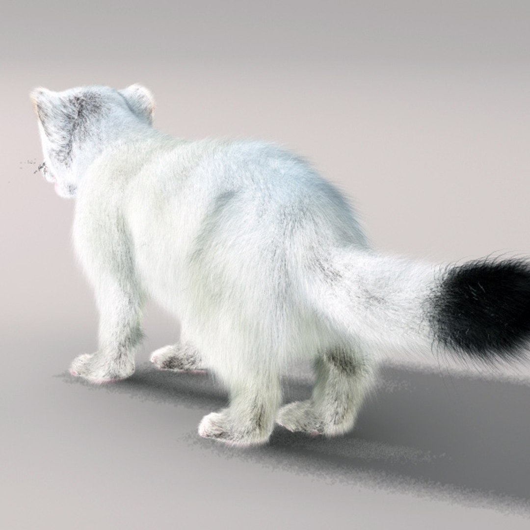 White Ermine 3d Max