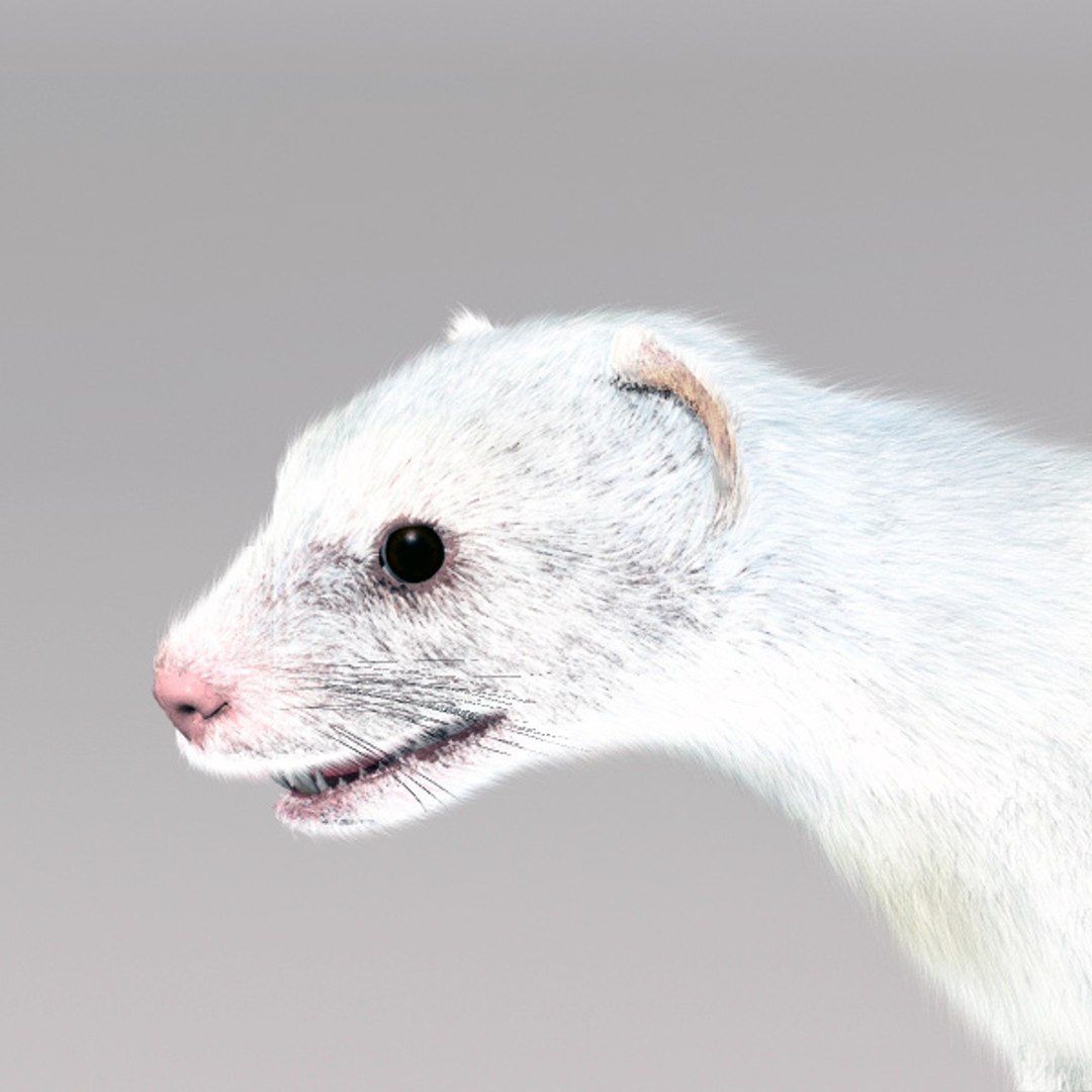 White Ermine 3d Max