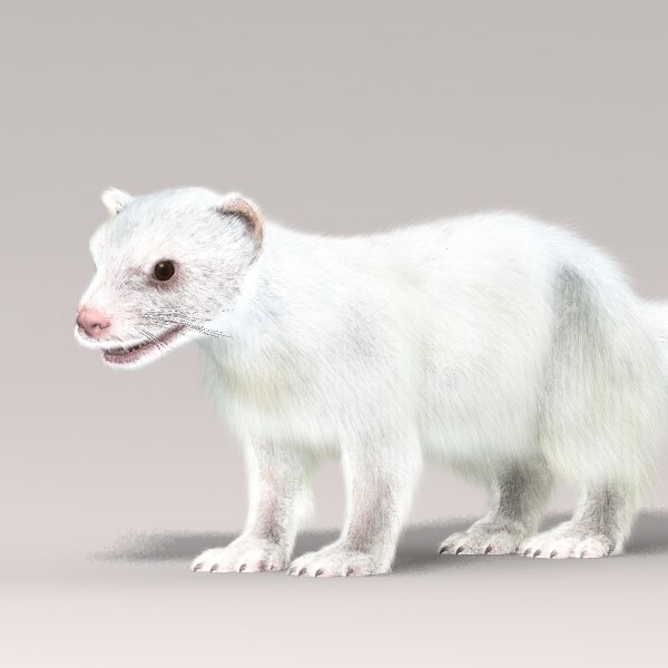 white ermine 3d max