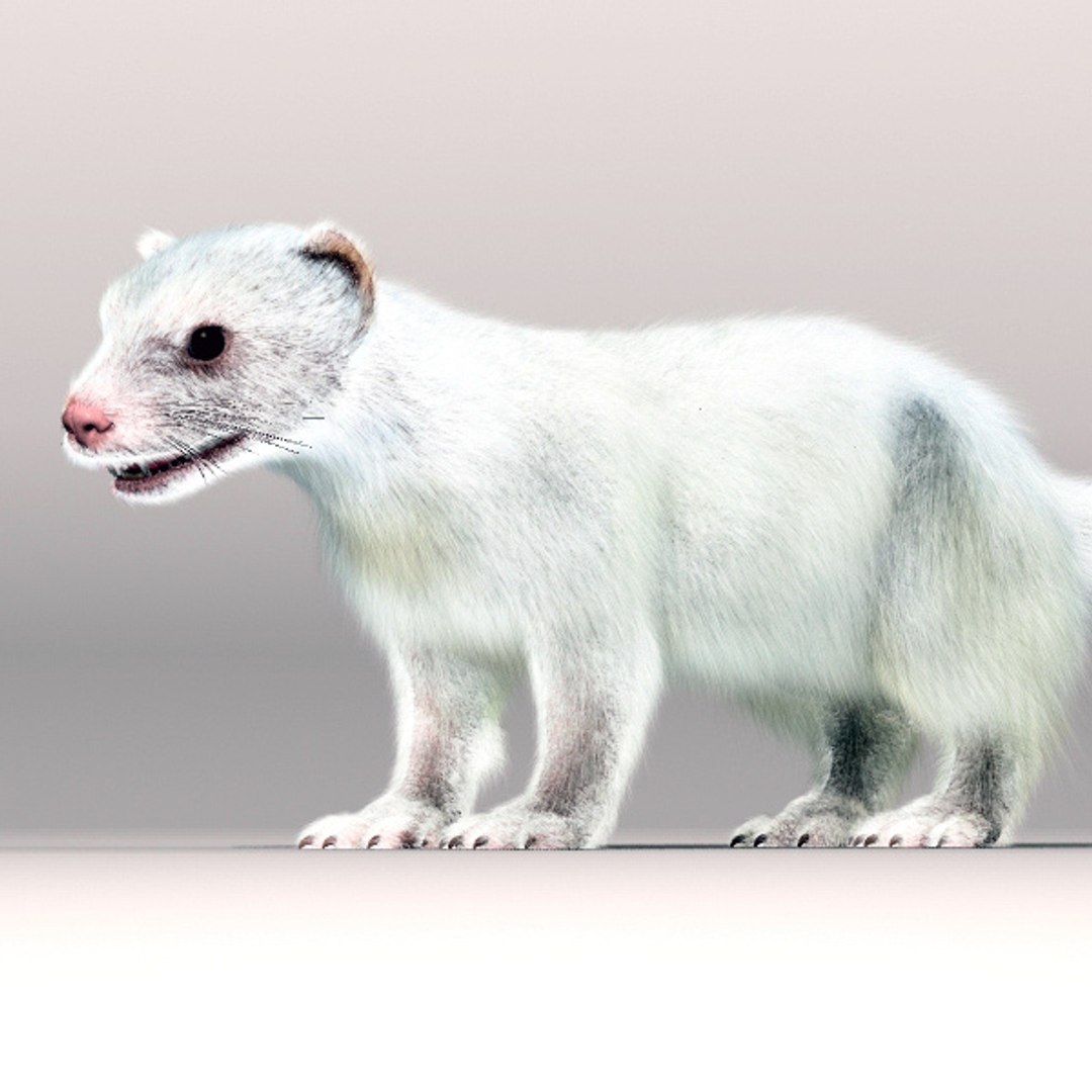 White Ermine 3d Max