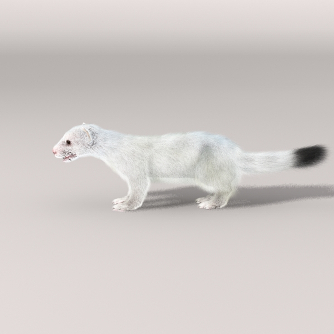 White Ermine 3d Max