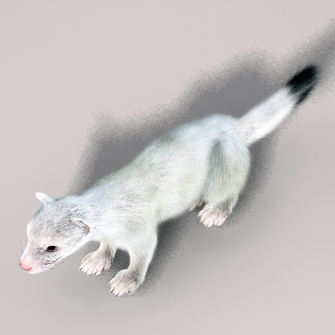 White Ermine 3d Max