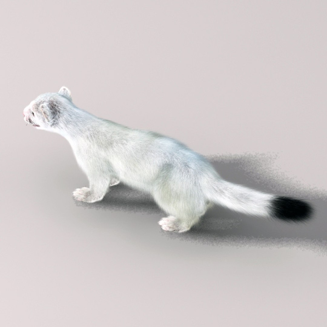 White Ermine 3d Max
