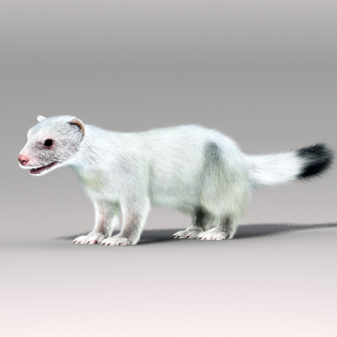 White Ermine 3d Max