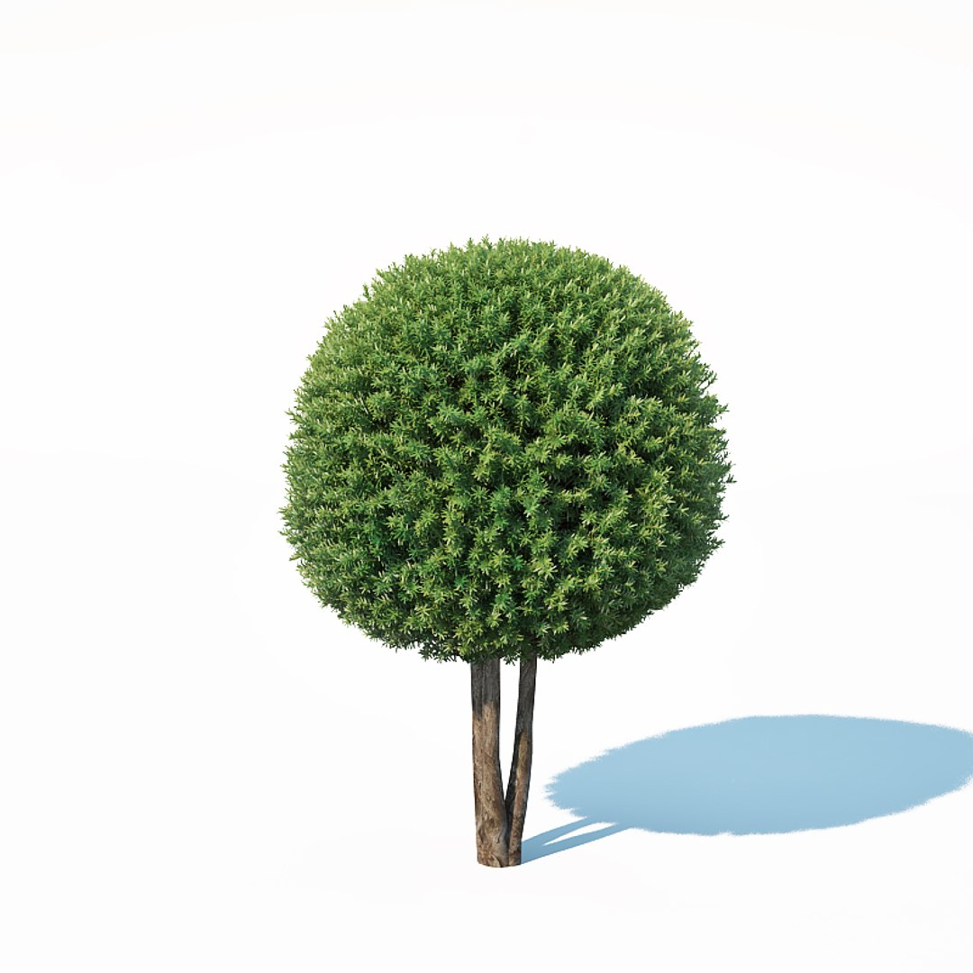 3D Taxus Baccata Topiary Model - TurboSquid 1340117