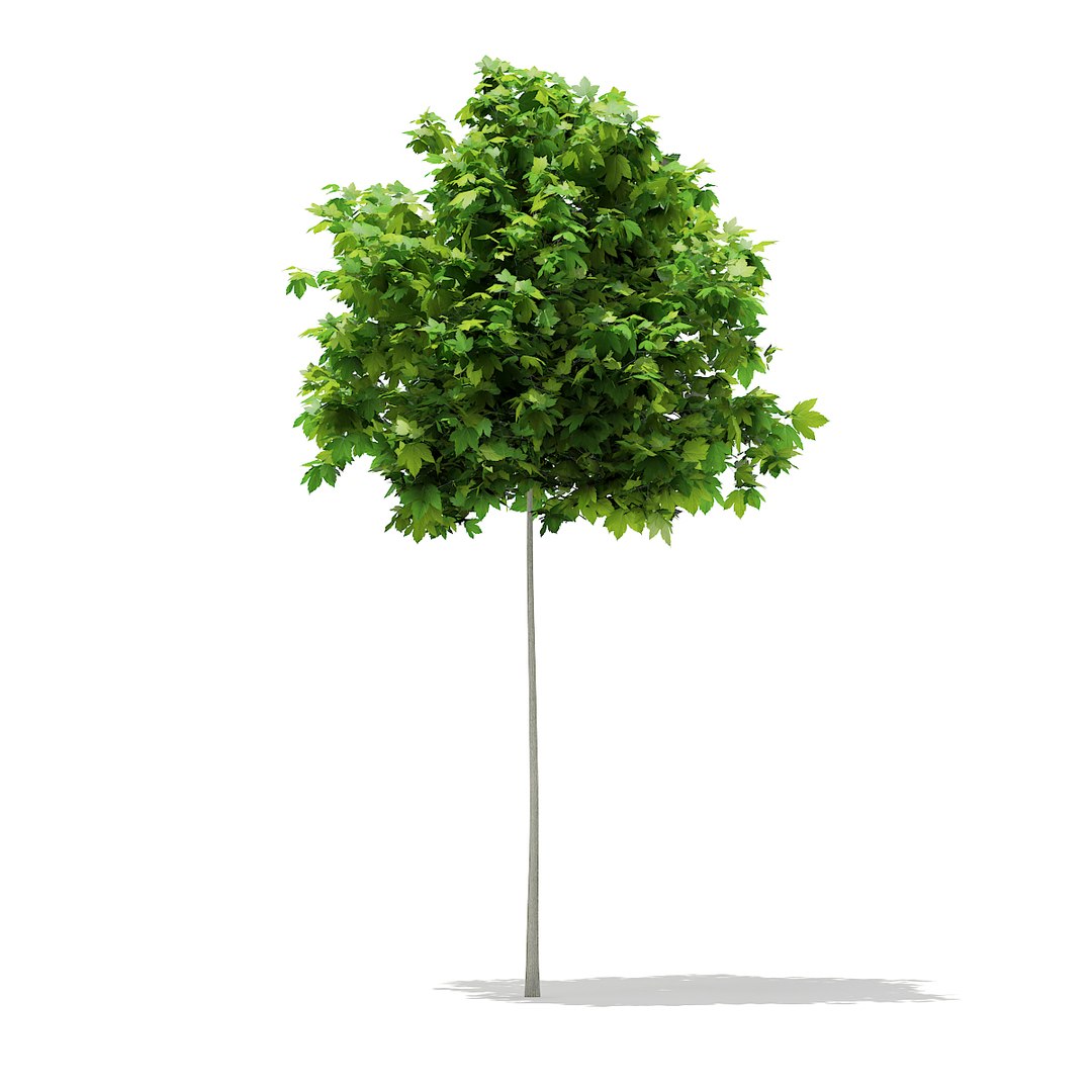 volume 67 - trees 3d c4d