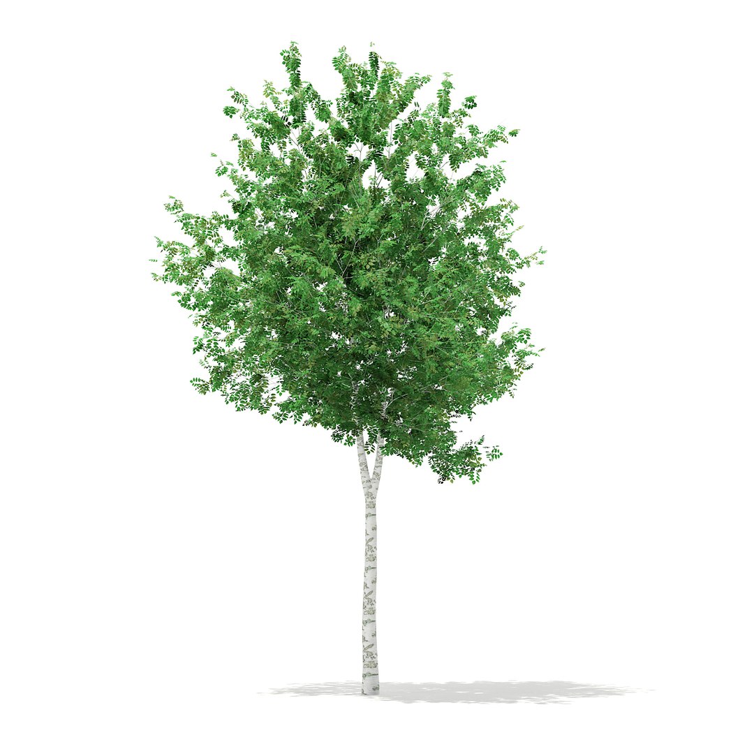 volume 67 - trees 3d c4d