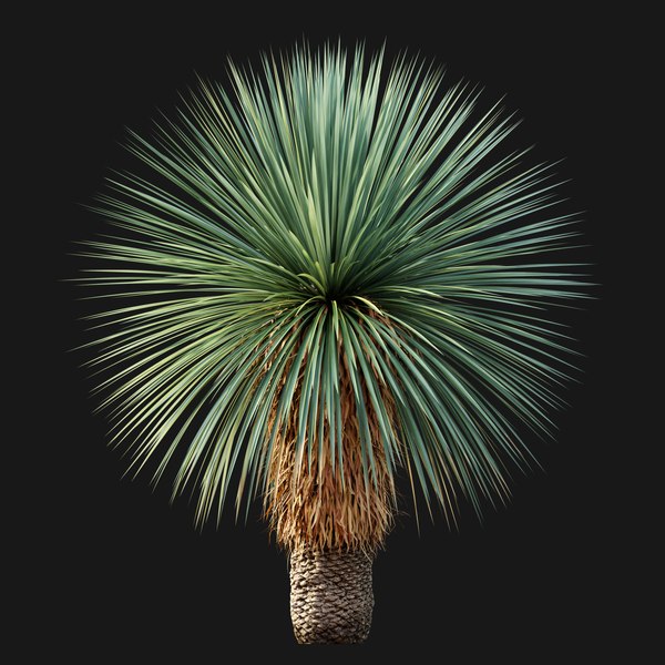 modelo 3d Rostrata de yuca - TurboSquid 1939244