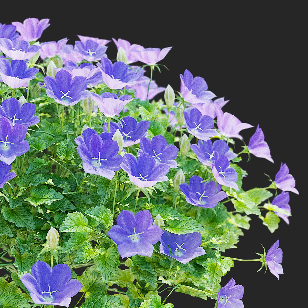 3D Campanula Carpatica - TurboSquid 2284223