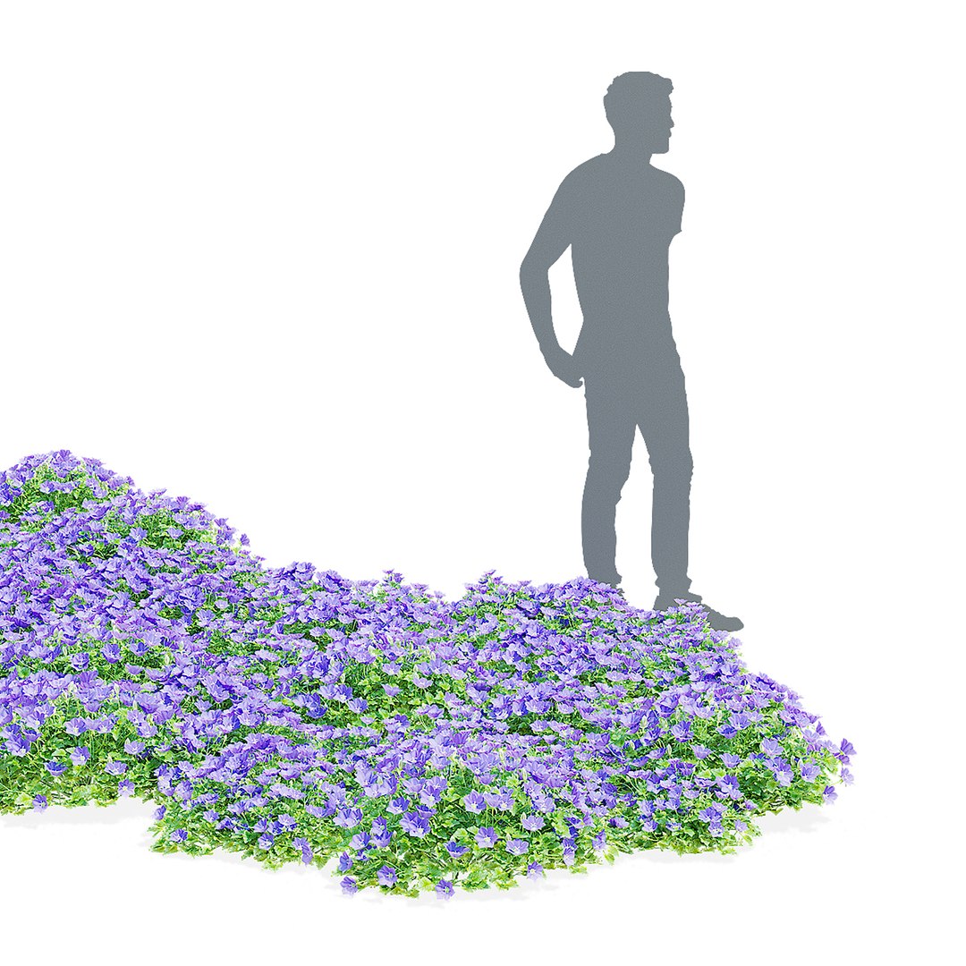 3D Campanula Carpatica - TurboSquid 2284223