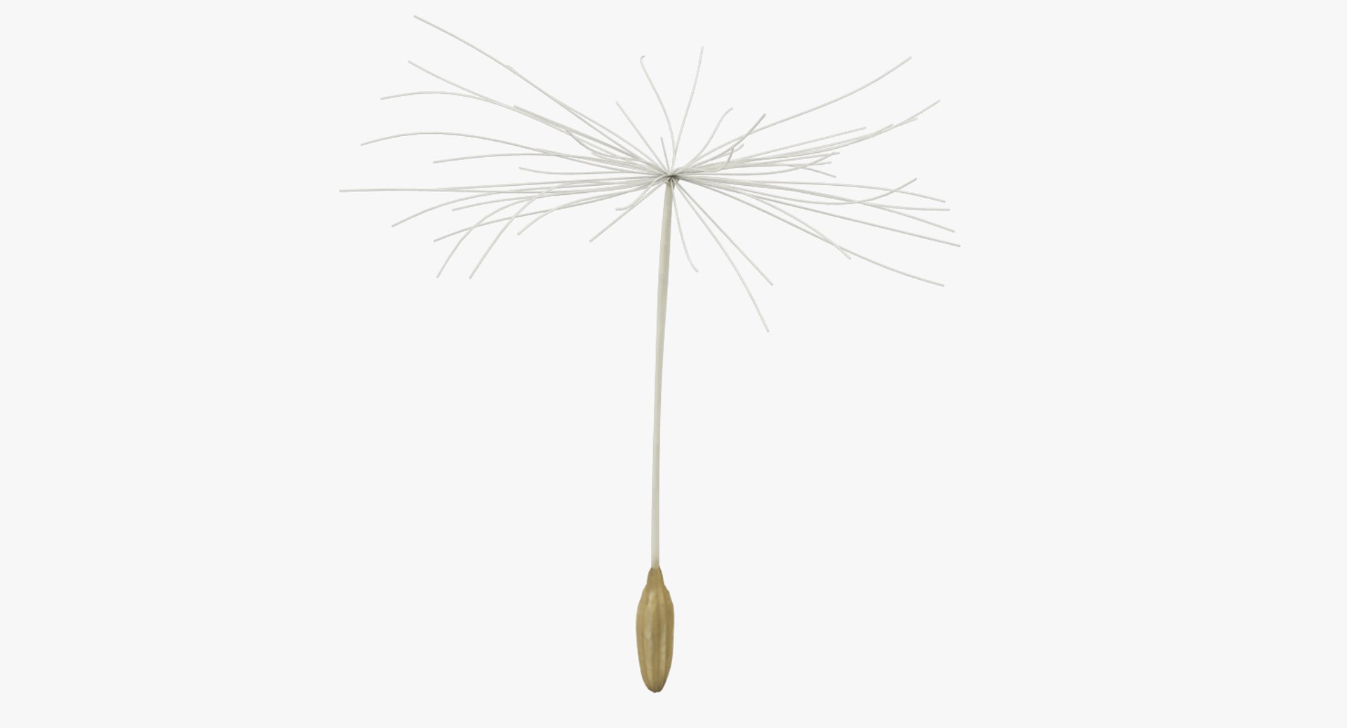 3D dandelion seed - TurboSquid 1192875