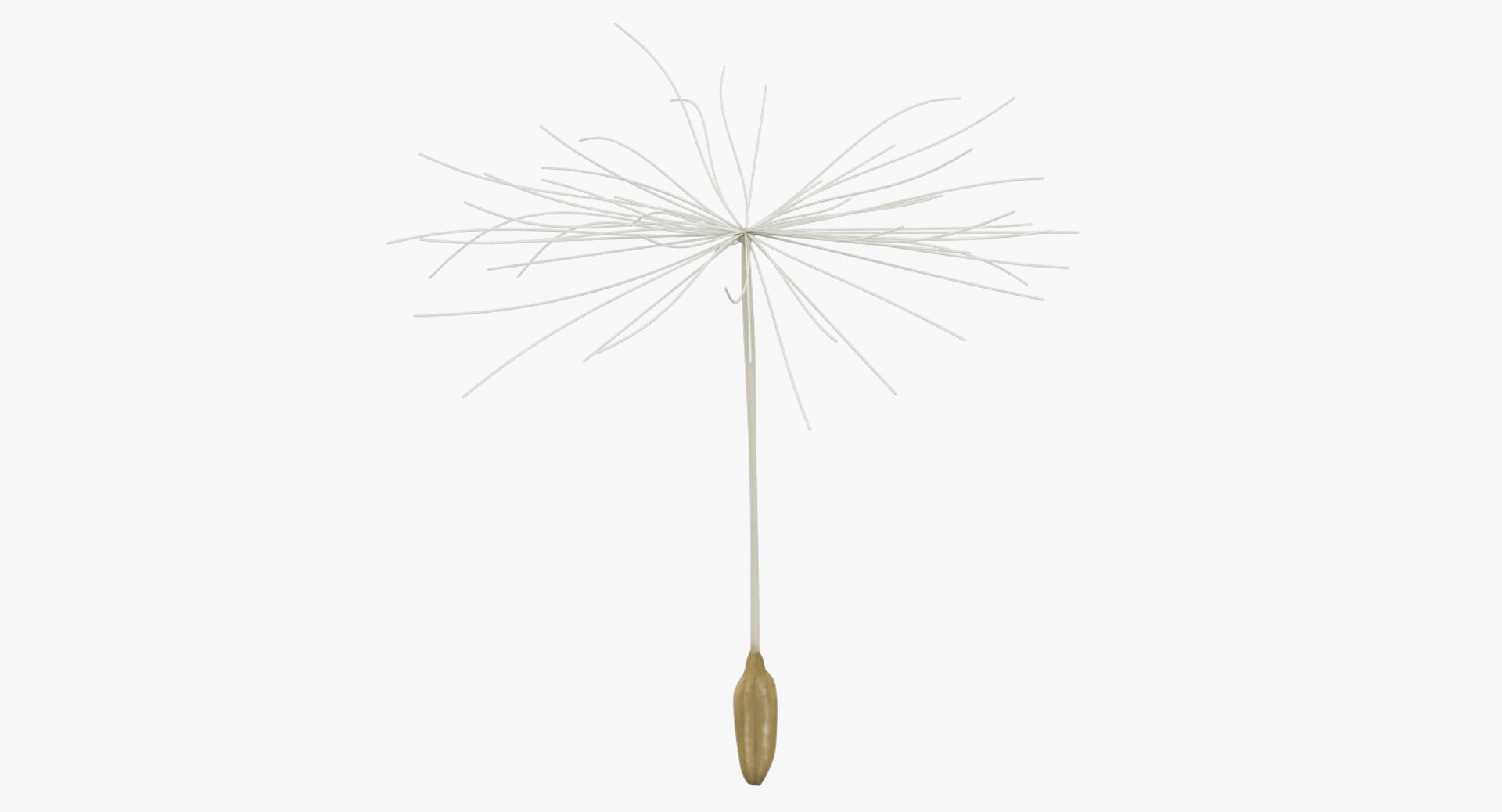 3D dandelion seed - TurboSquid 1192875