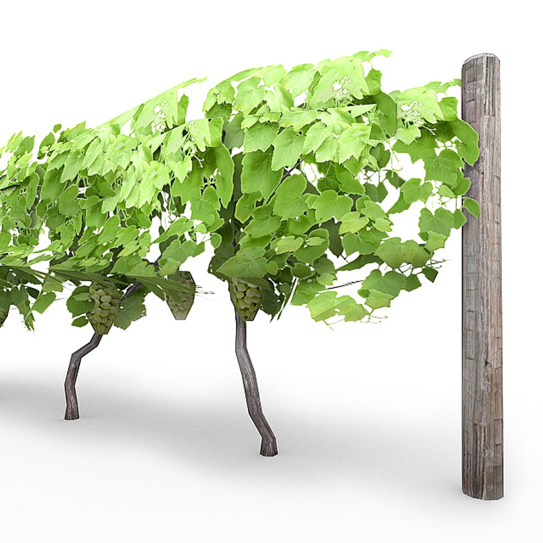 Grapevine Basket Grapes 3d Model